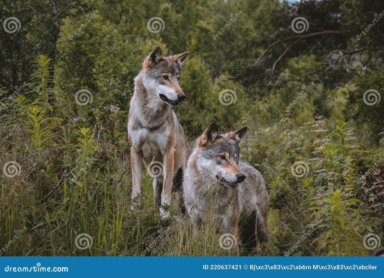 Two Wolves Standing Together in the Forest Stock Image - Image of close ...