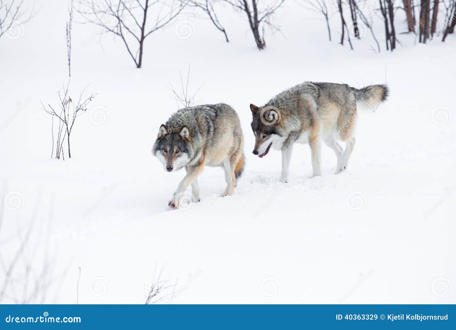 Two Wolves Walking in the Snow Stock Image - Image of wolf, looking ...