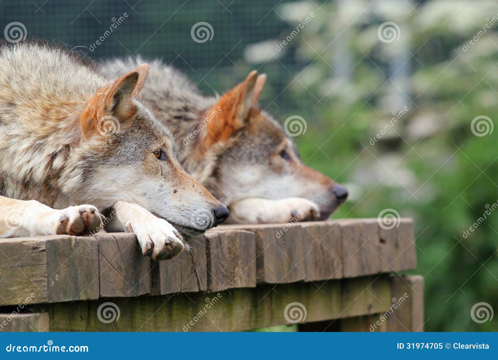 Two wolves watching. stock image. Image of watching, alert - 31974705