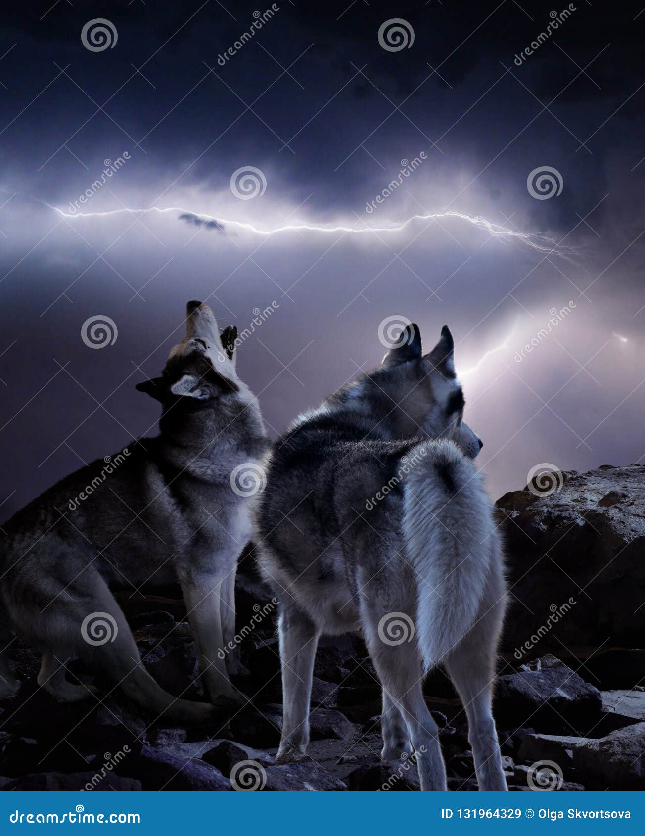 Two Wolves Watching the Storm Stock Image - Image of terrible, dark ...