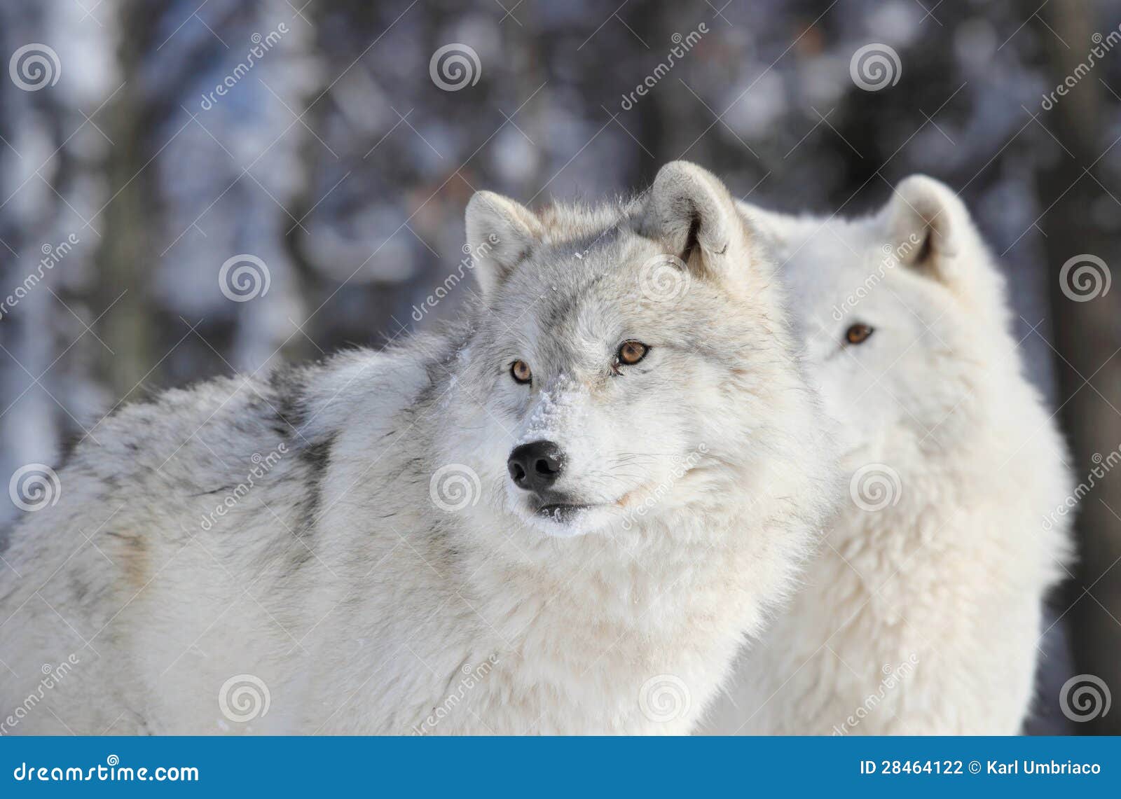 Two wolves in winter stock photo. Image of snow, mammal - 28464122