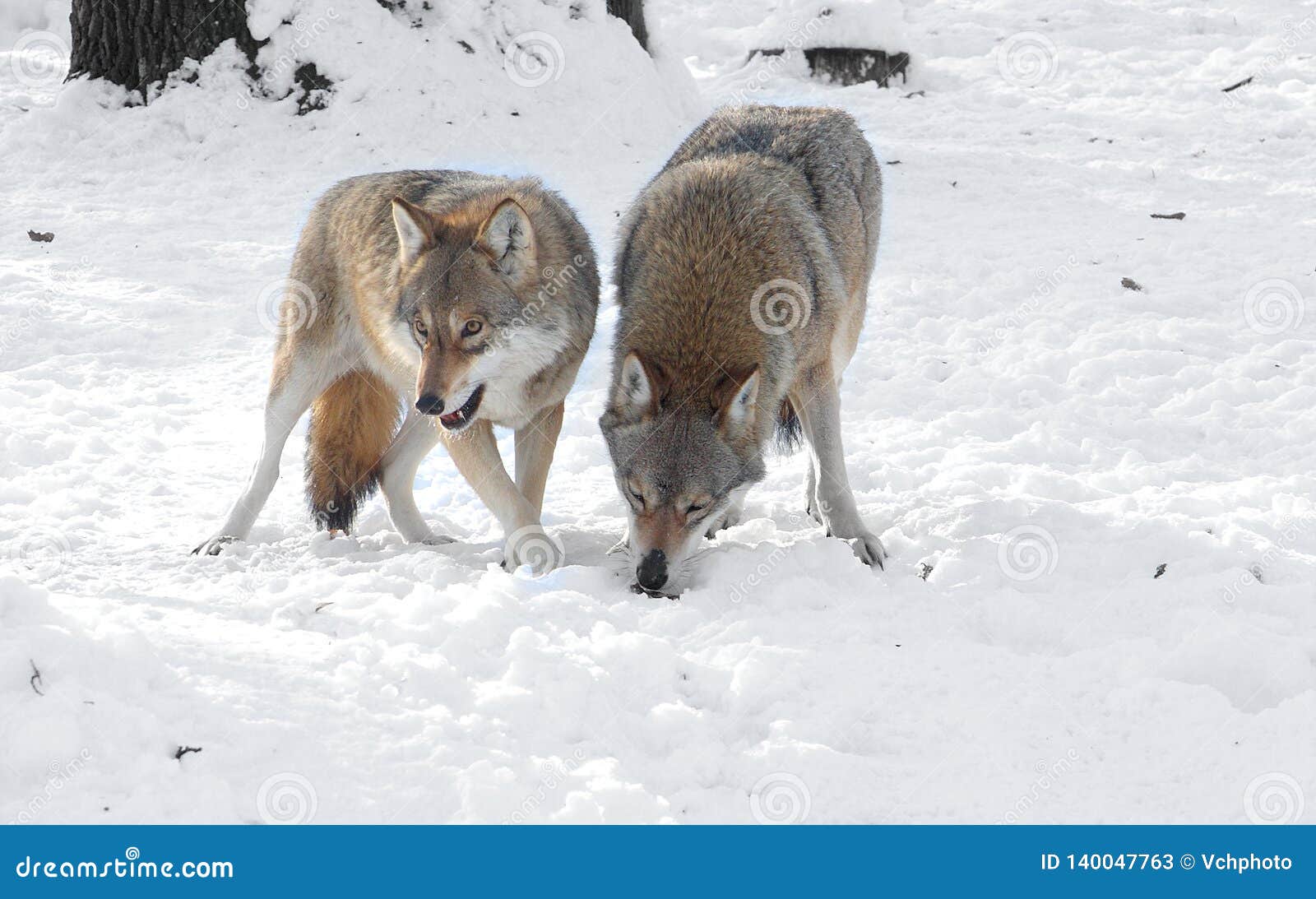 Two Wolves in the Winter in the Forest Stock Image - Image of predator ...