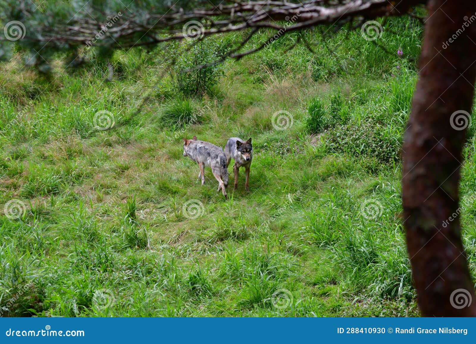 Two Wolves in Zoo stock photo. Image of norwegian, watchful - 288410930