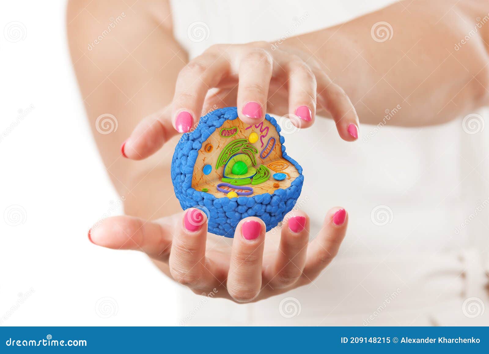 Two Woman Hands Protecting Structure of Human Cell. 3d Rendering Stock ...