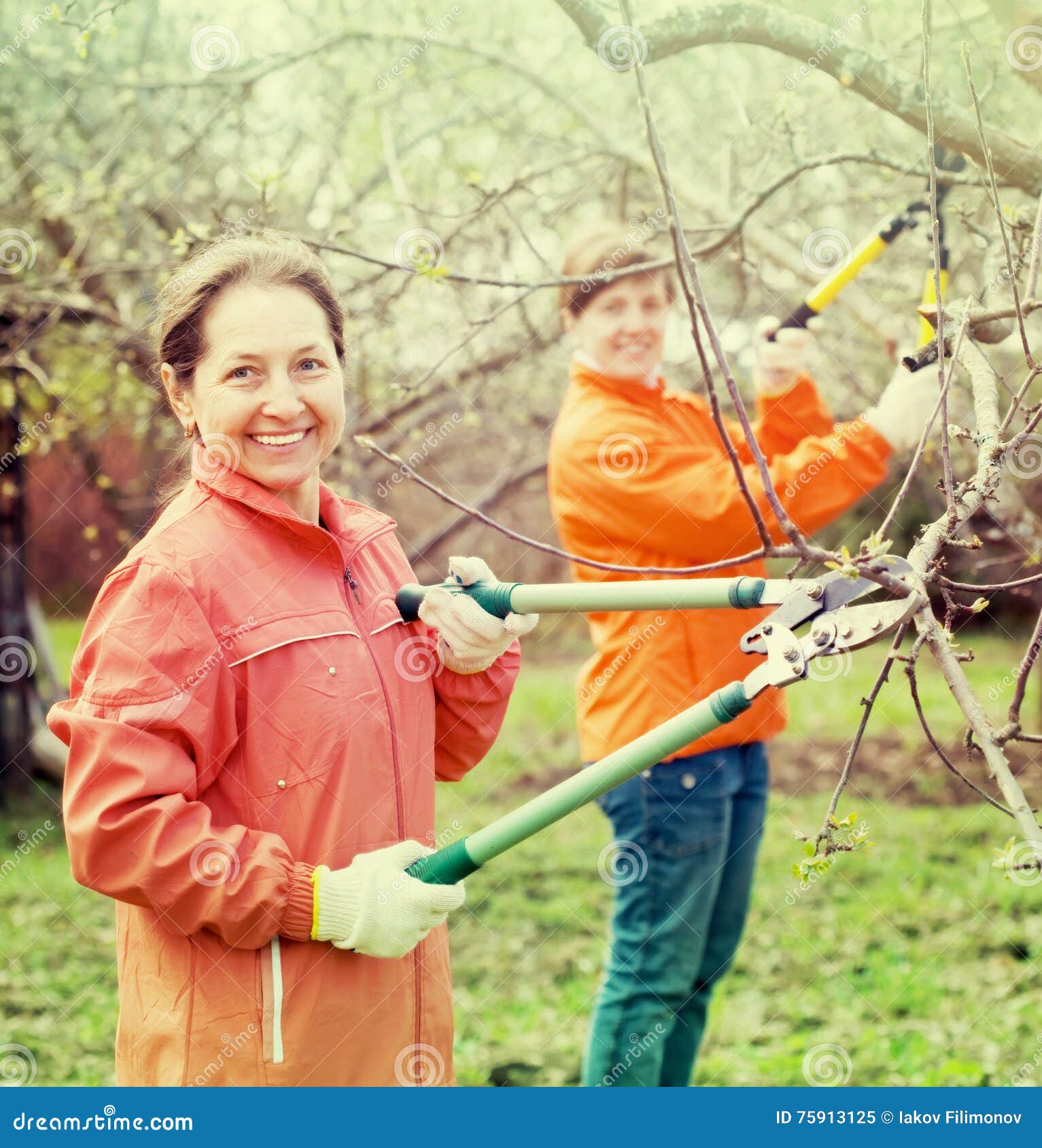 Two Women Pruning Apple Tree Stock Image - Image of nature, gardener ...
