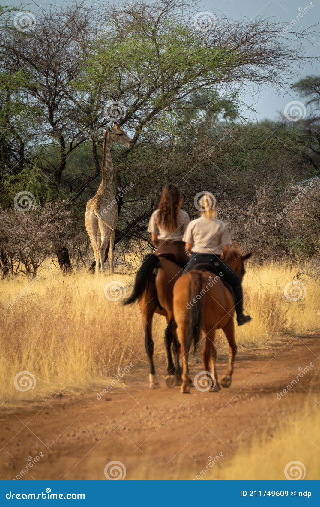 Two Women Ride Towards Giraffe by Tree Stock Image - Image of horseback ...
