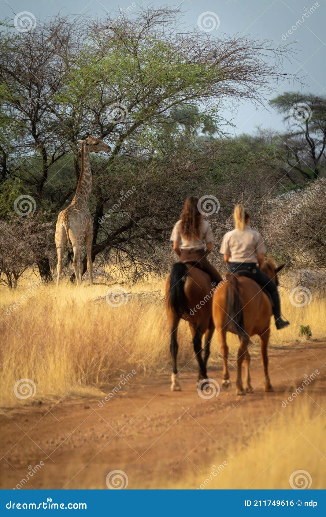 Two Women Ride Towards Southern Giraffe Browsing Stock Photo - Image of ...
