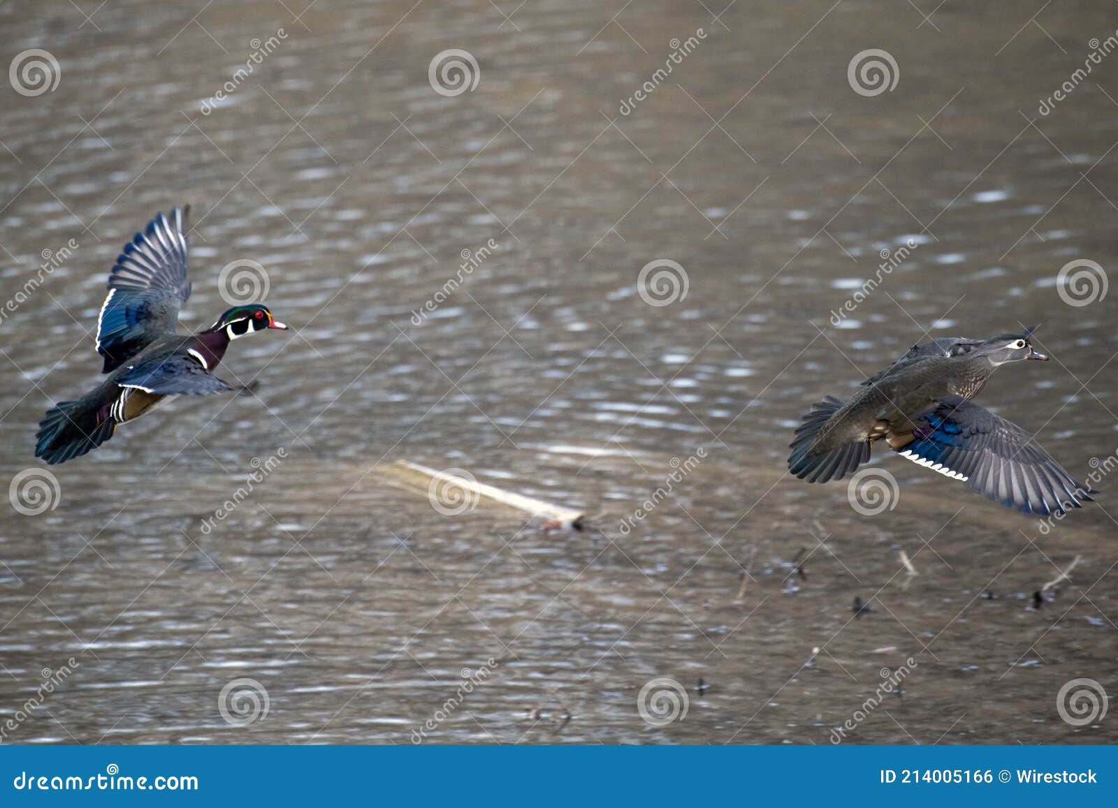 Two Wood Ducks Flying Over a Pond Stock Photo - Image of flying ...