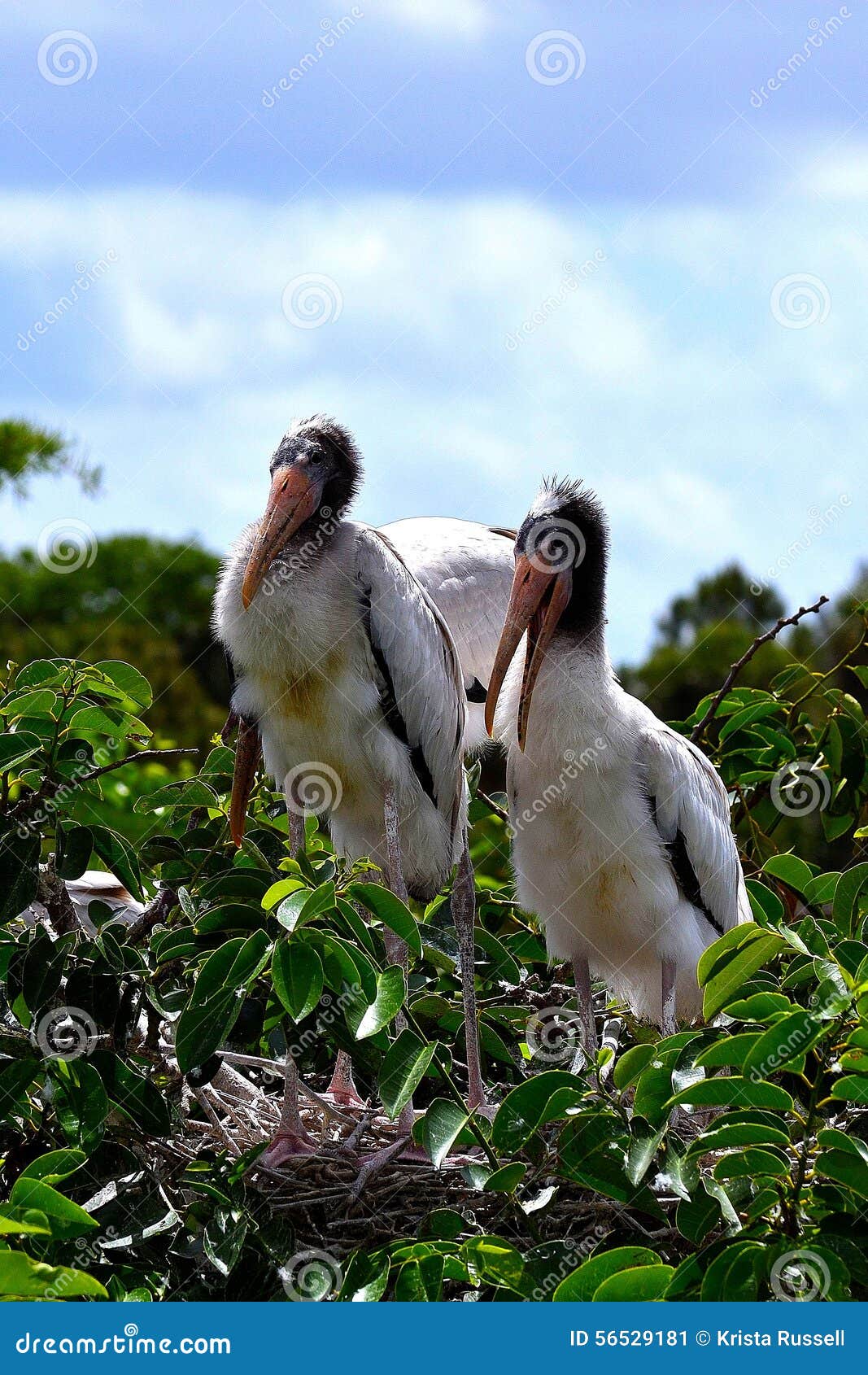 Two Wood Storks (Mycteria Americana) Nesting. Stock Image - Image of ...