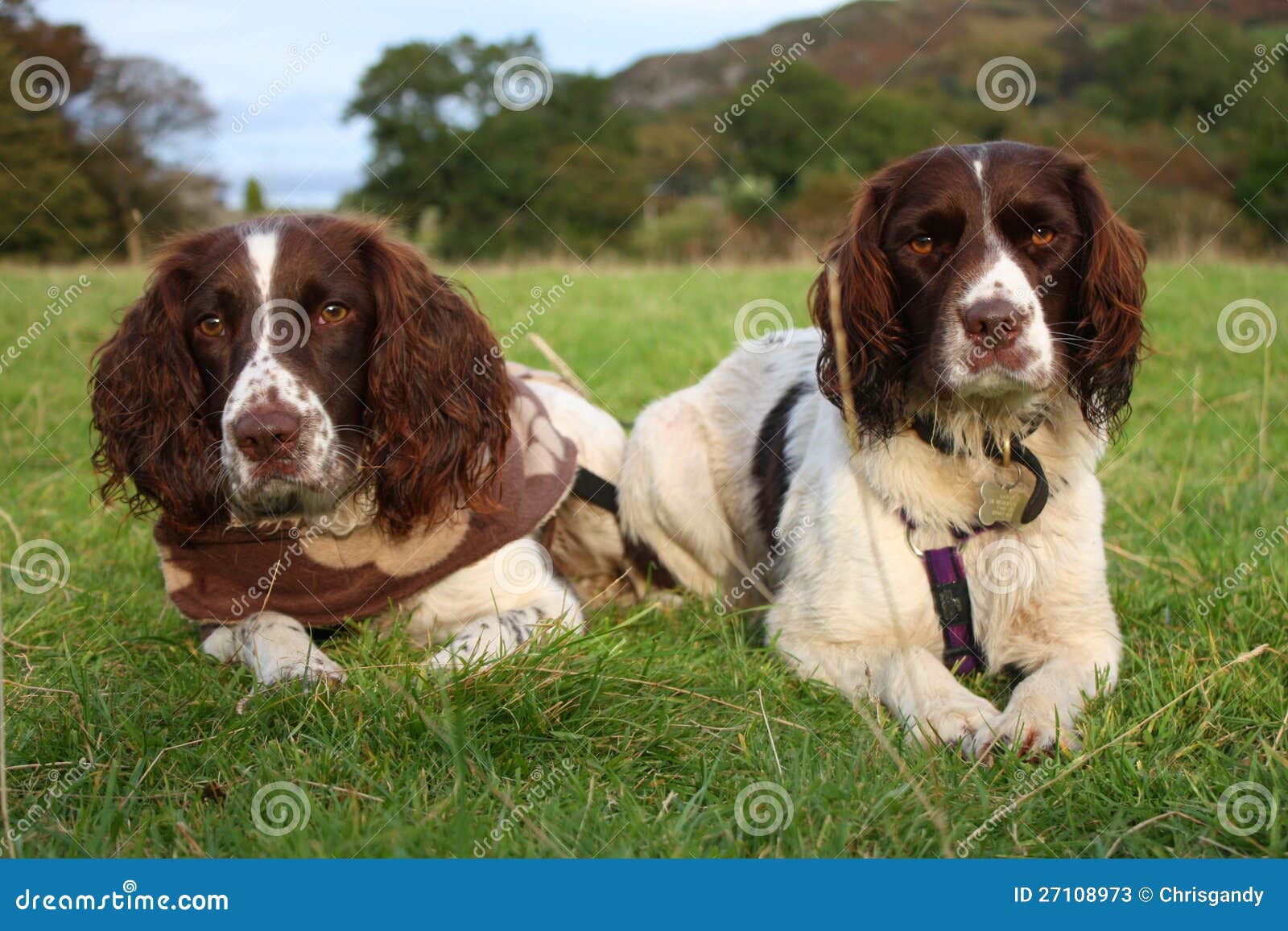 Two Working English Springer Spaniel Gundogs Stock Image - Image of ...