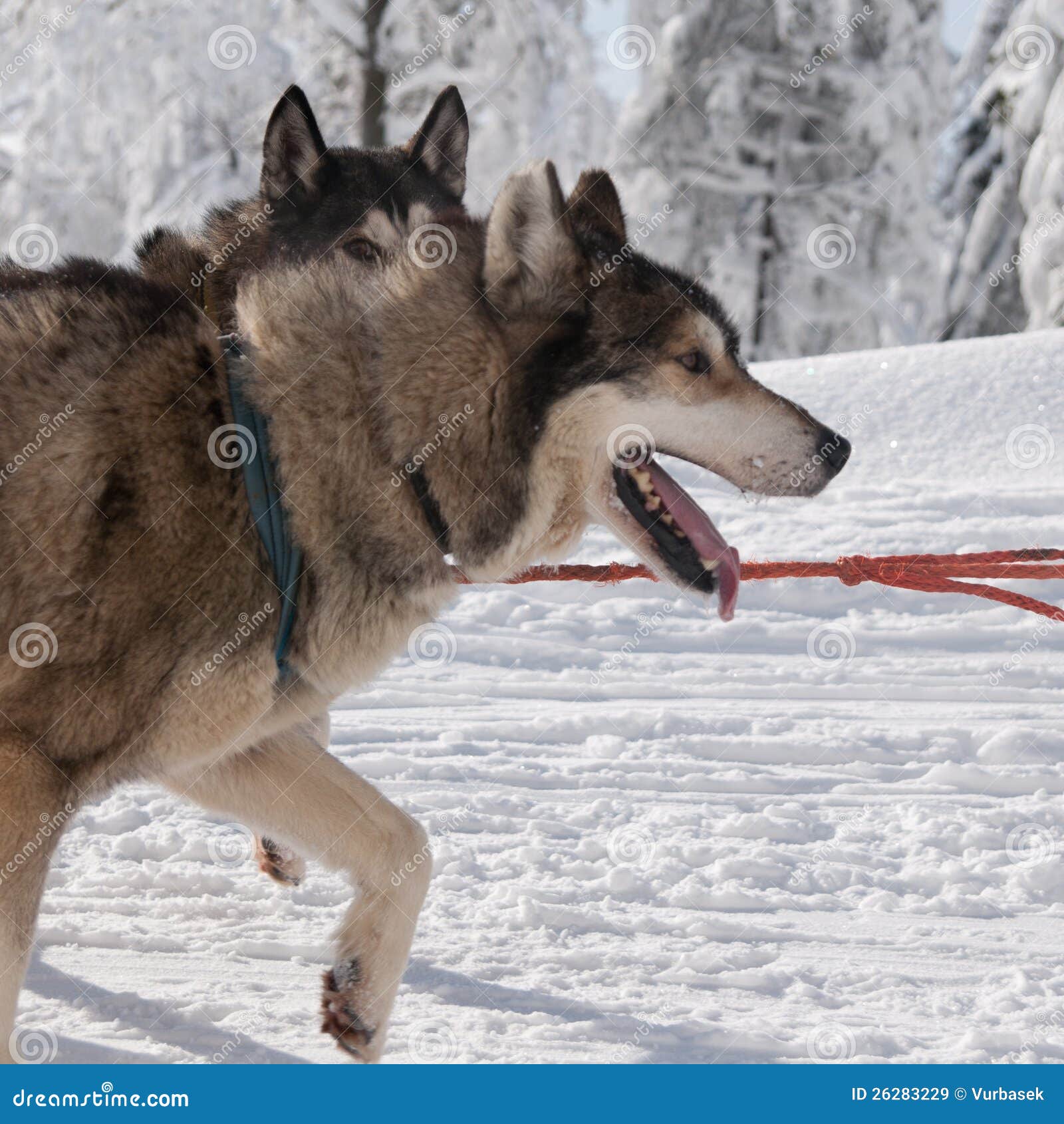 Two working siberian husky stock image. Image of pure - 26283229