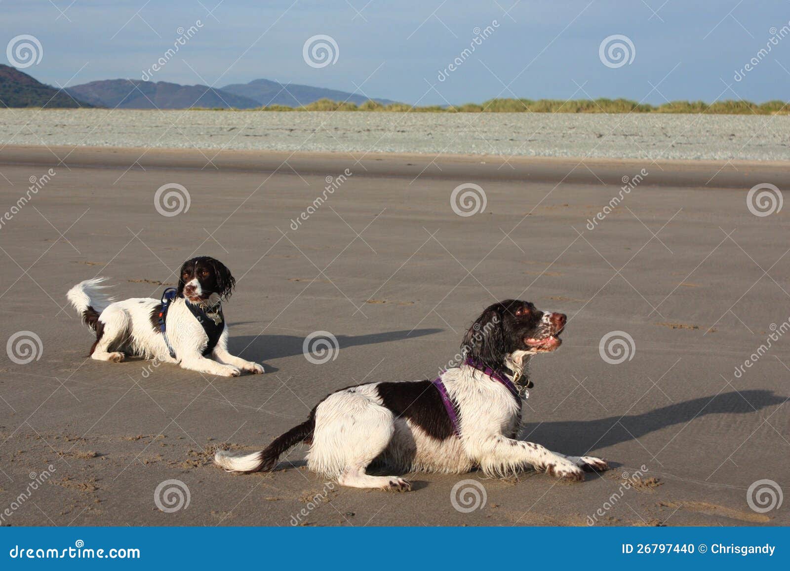 Two Working Type English Springer Spaniel Gundogs on a Beach Stock ...