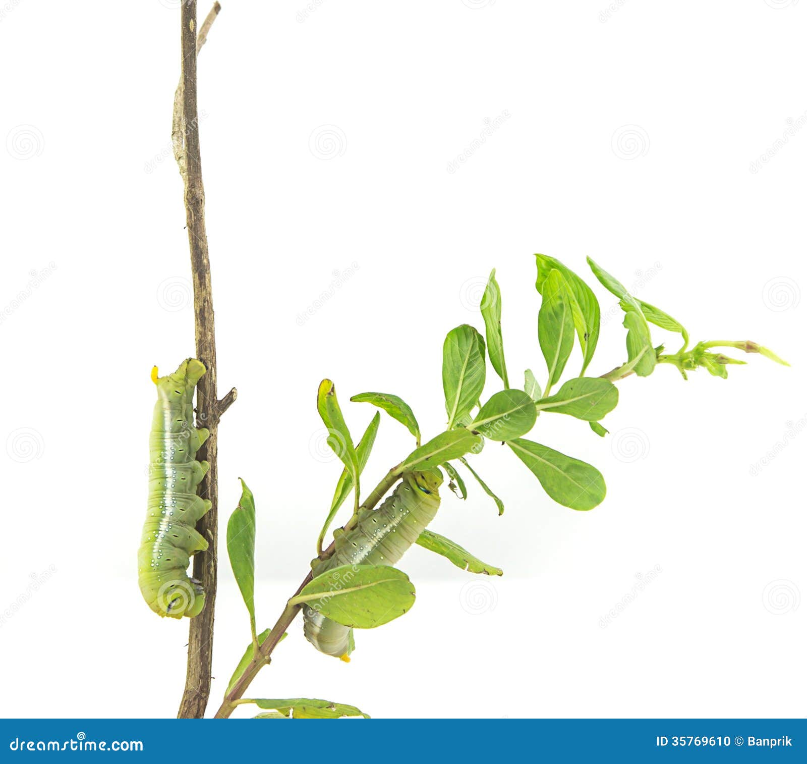 Two Worms on Branch on White Background Stock Photo - Image of macro ...