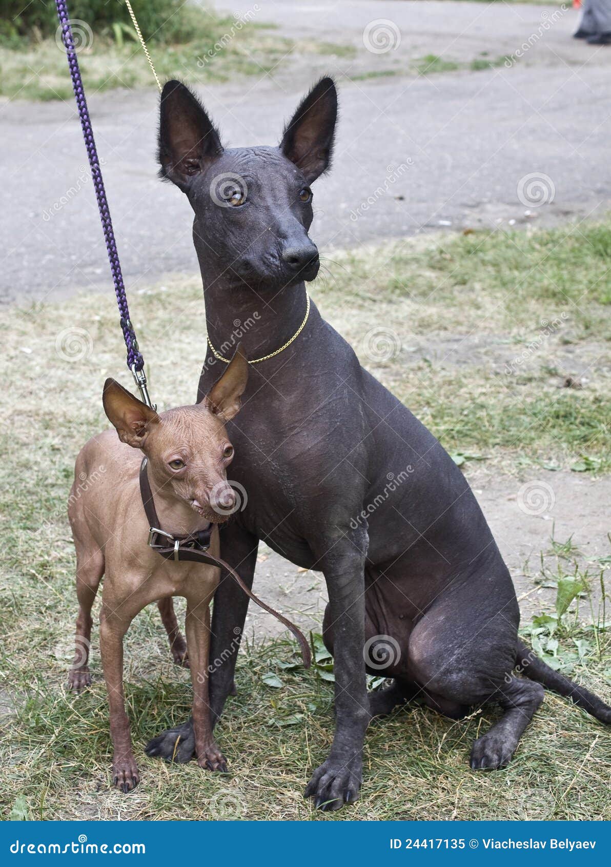 Two Xolo dogs stock image. Image of ancient, mexican - 24417135