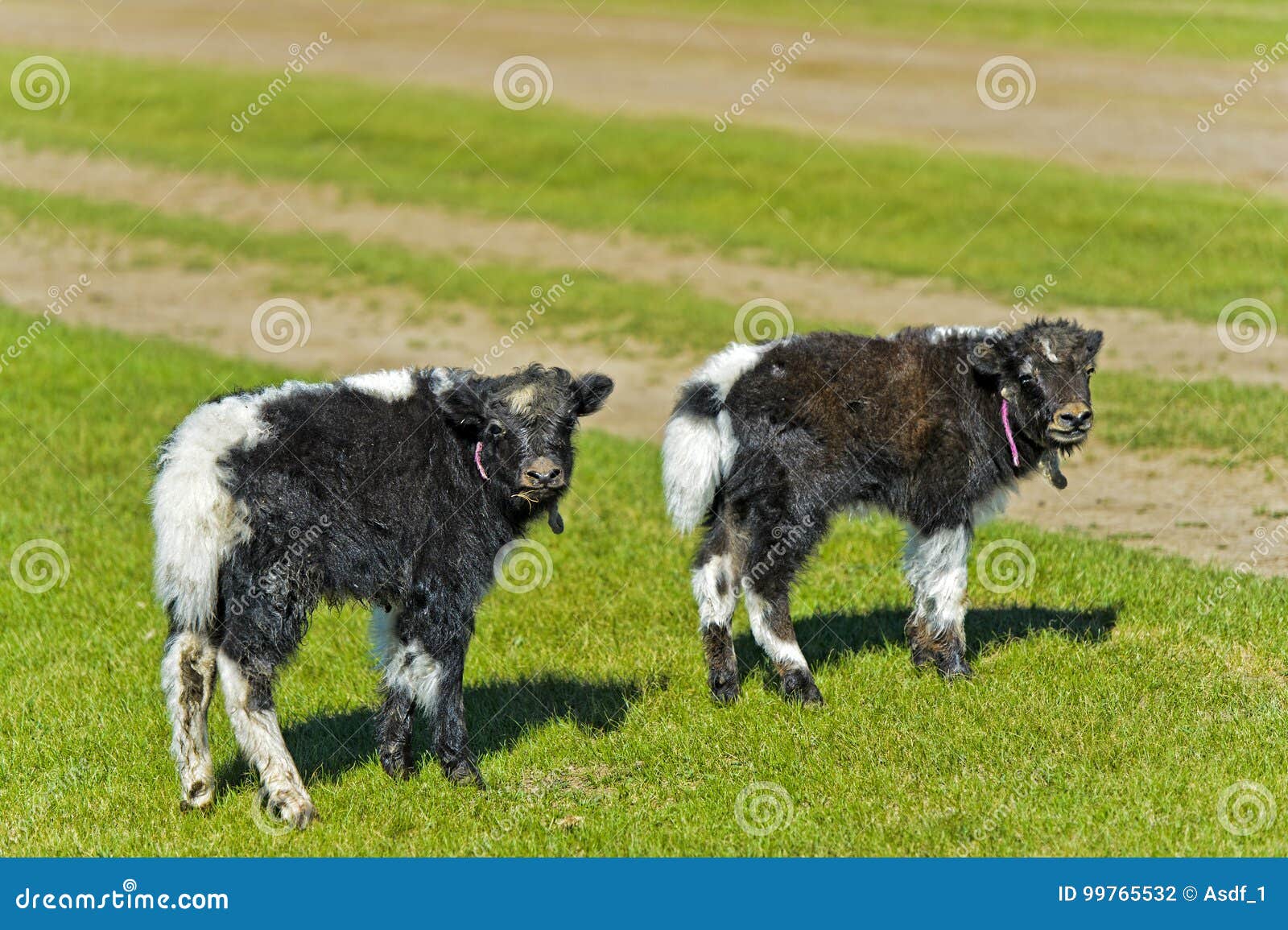 Two Yak calves stock photo. Image of asian, babies, mongolia - 99765532