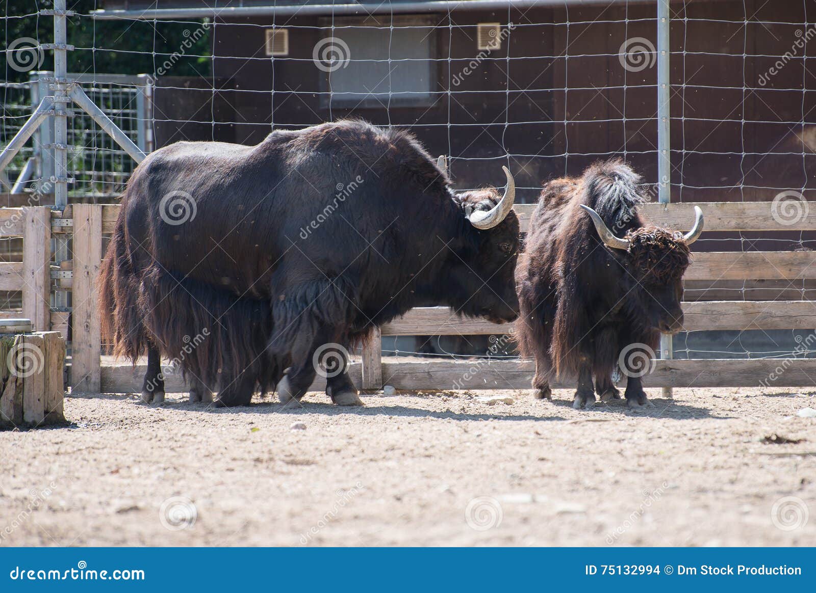 Two yaks. stock photo. Image of pasture, countryside - 75132994