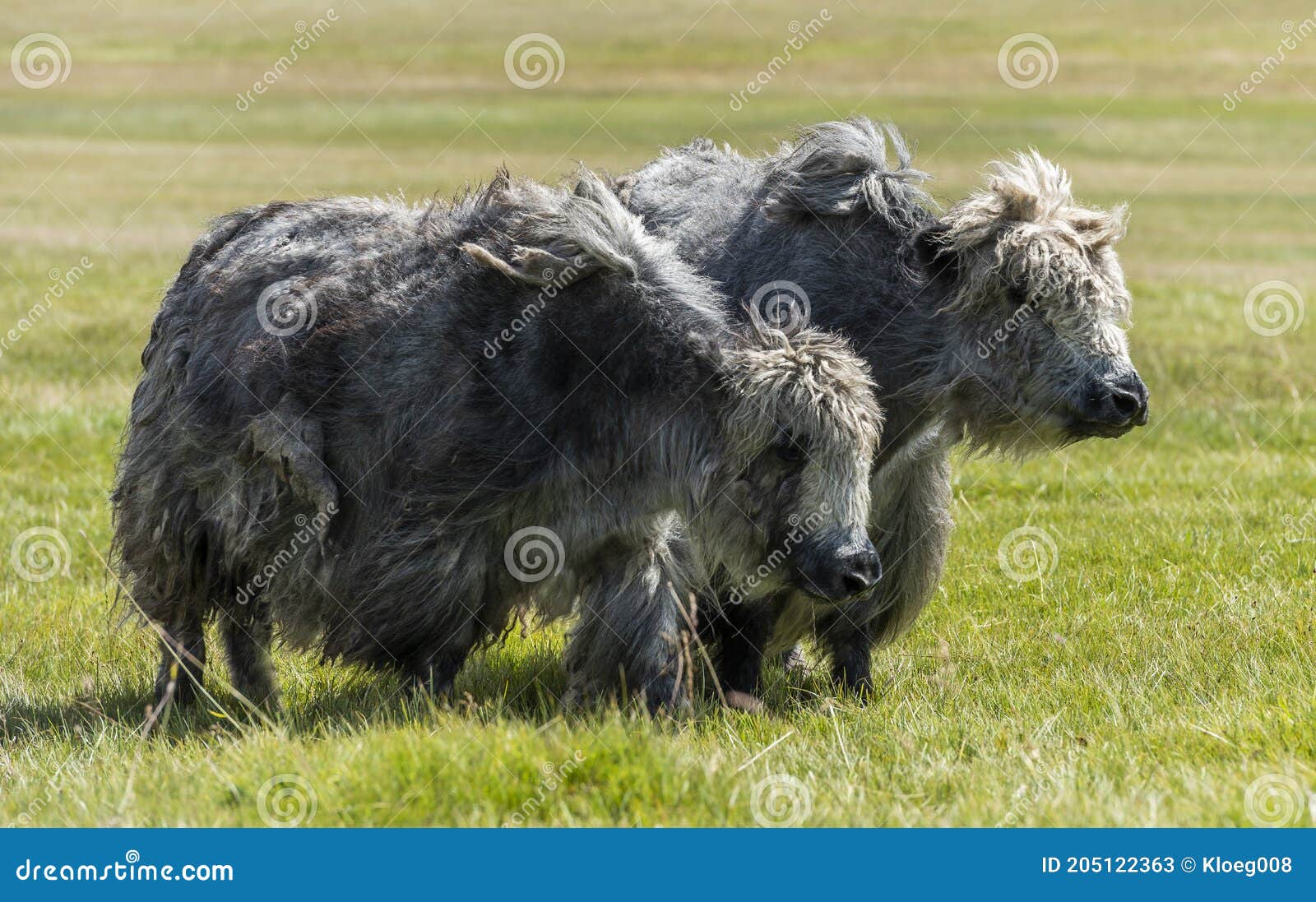 Two Yaks Mongolia stock image. Image of cattle, green - 205122363