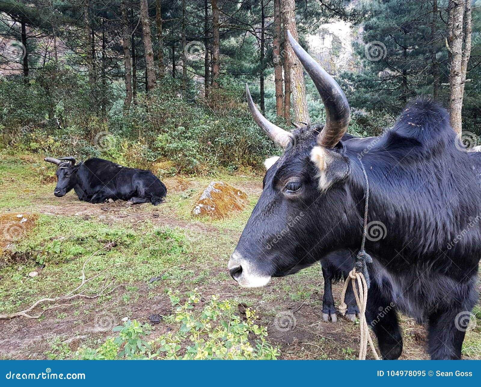 Two yaks take a rest stock image. Image of animals, horns - 104978095