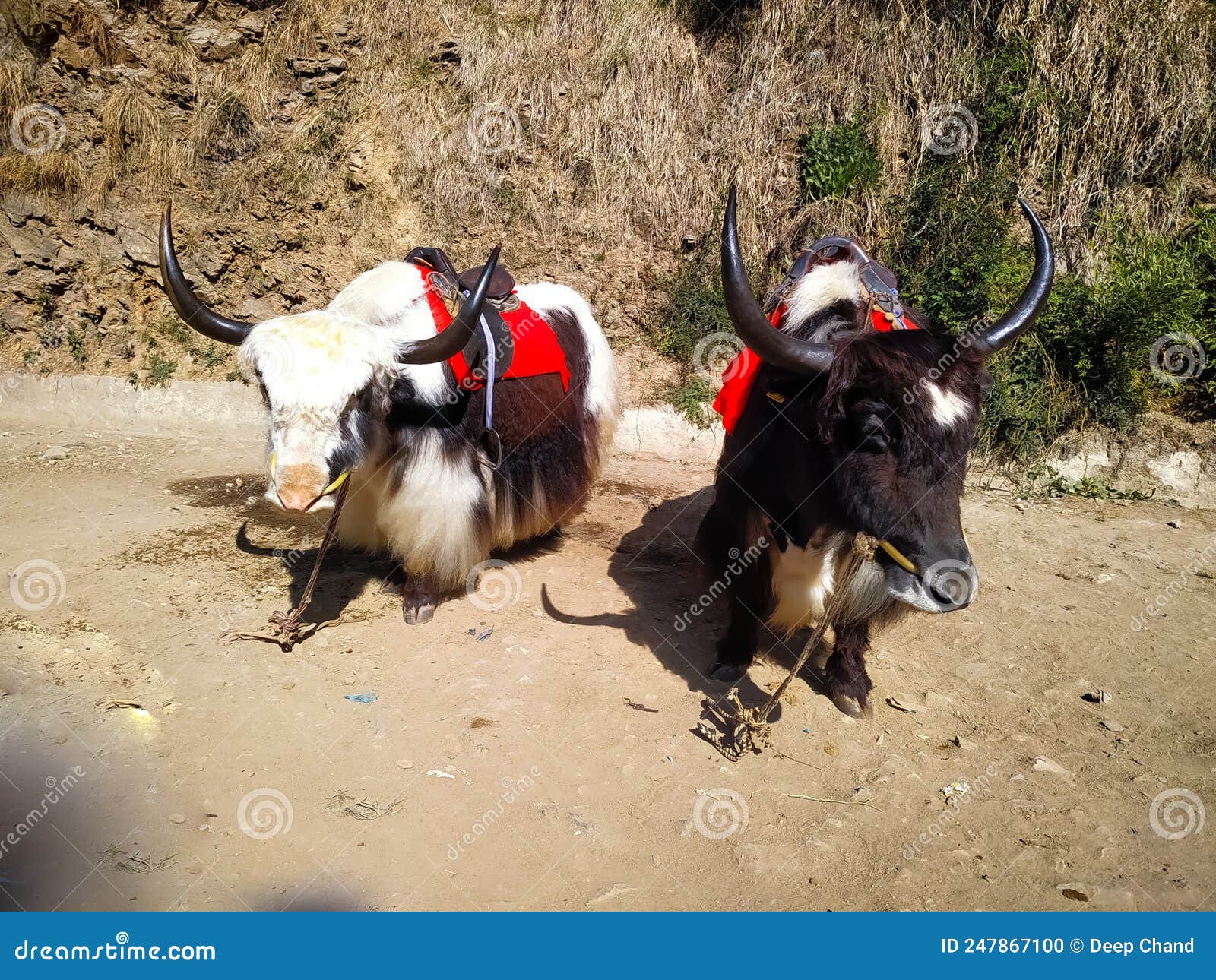 Two Yaks Tied with Rope in a Raw Stock Photo - Image of development ...