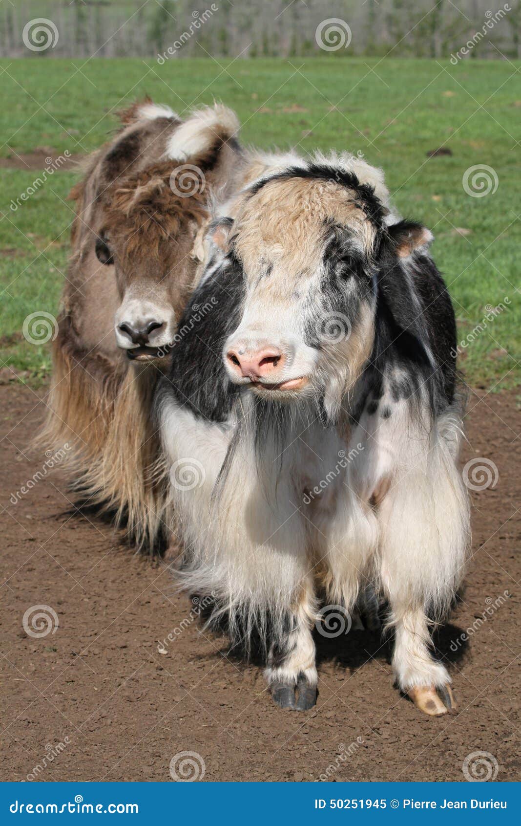 Two yaks stock image. Image of asia, yaks, farm, animal - 50251945