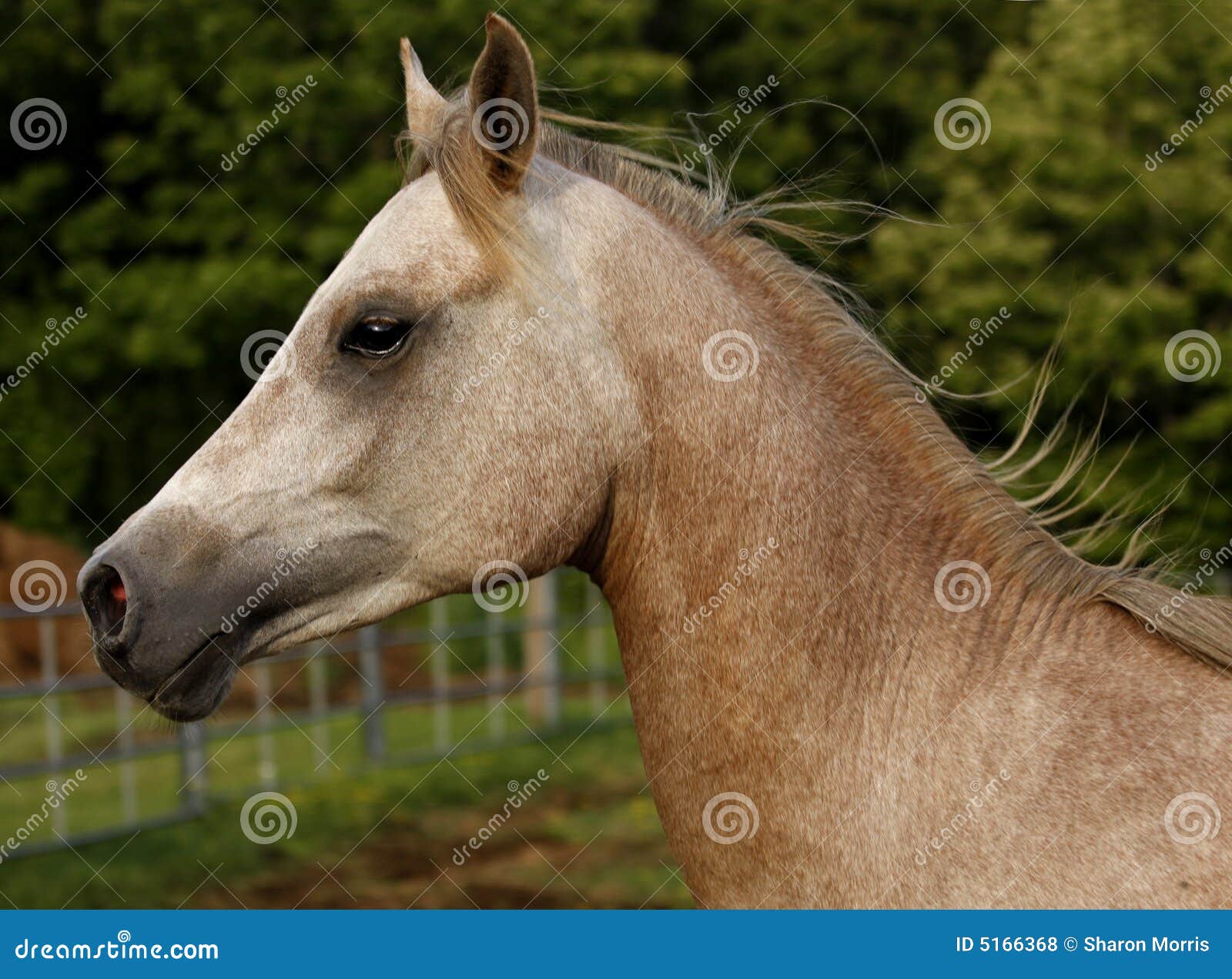 Two year old Arabian colt stock photo. Image of trees - 5166368