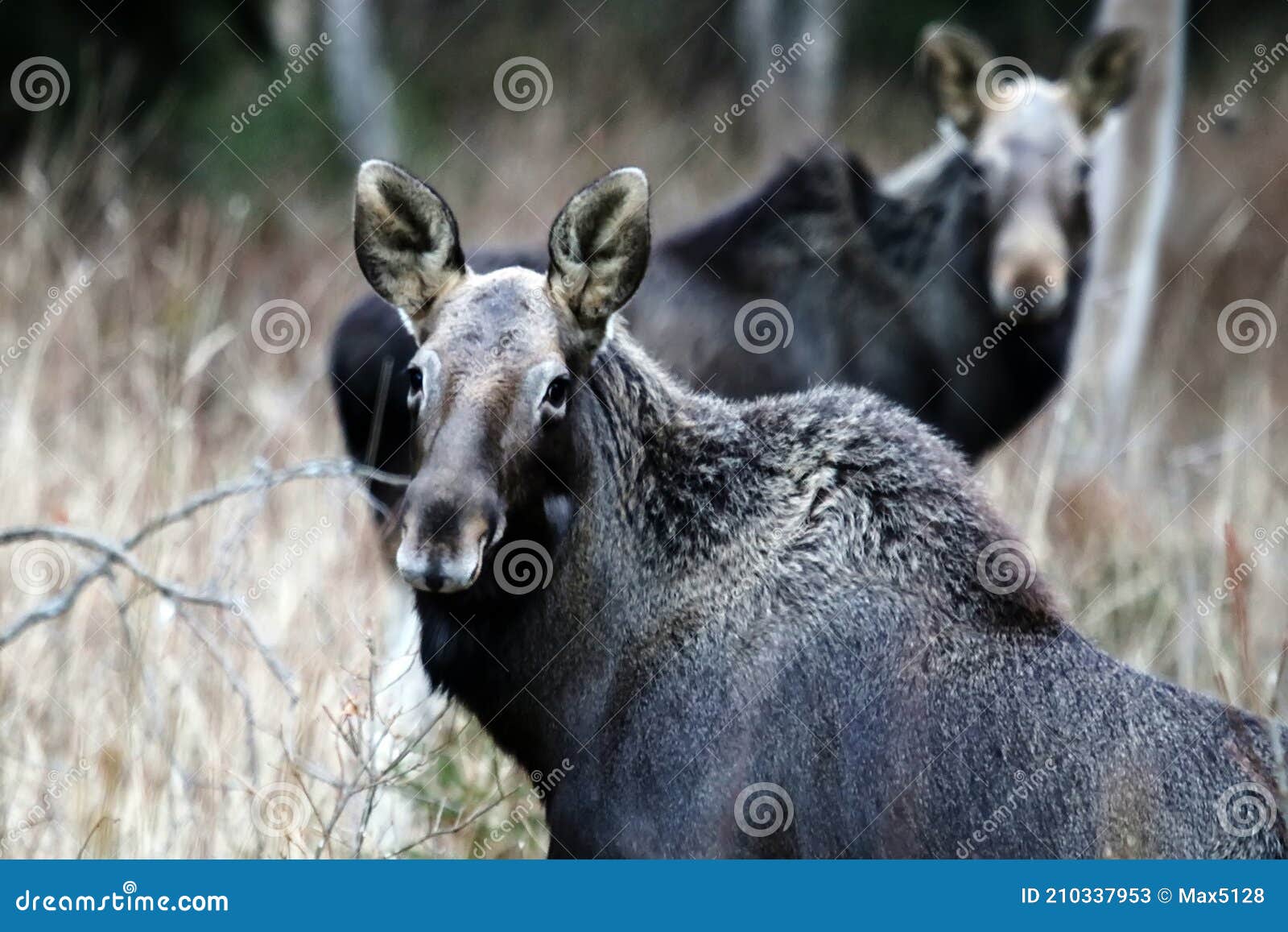 Two yearling moose stock image. Image of mobility, migratory - 210337953