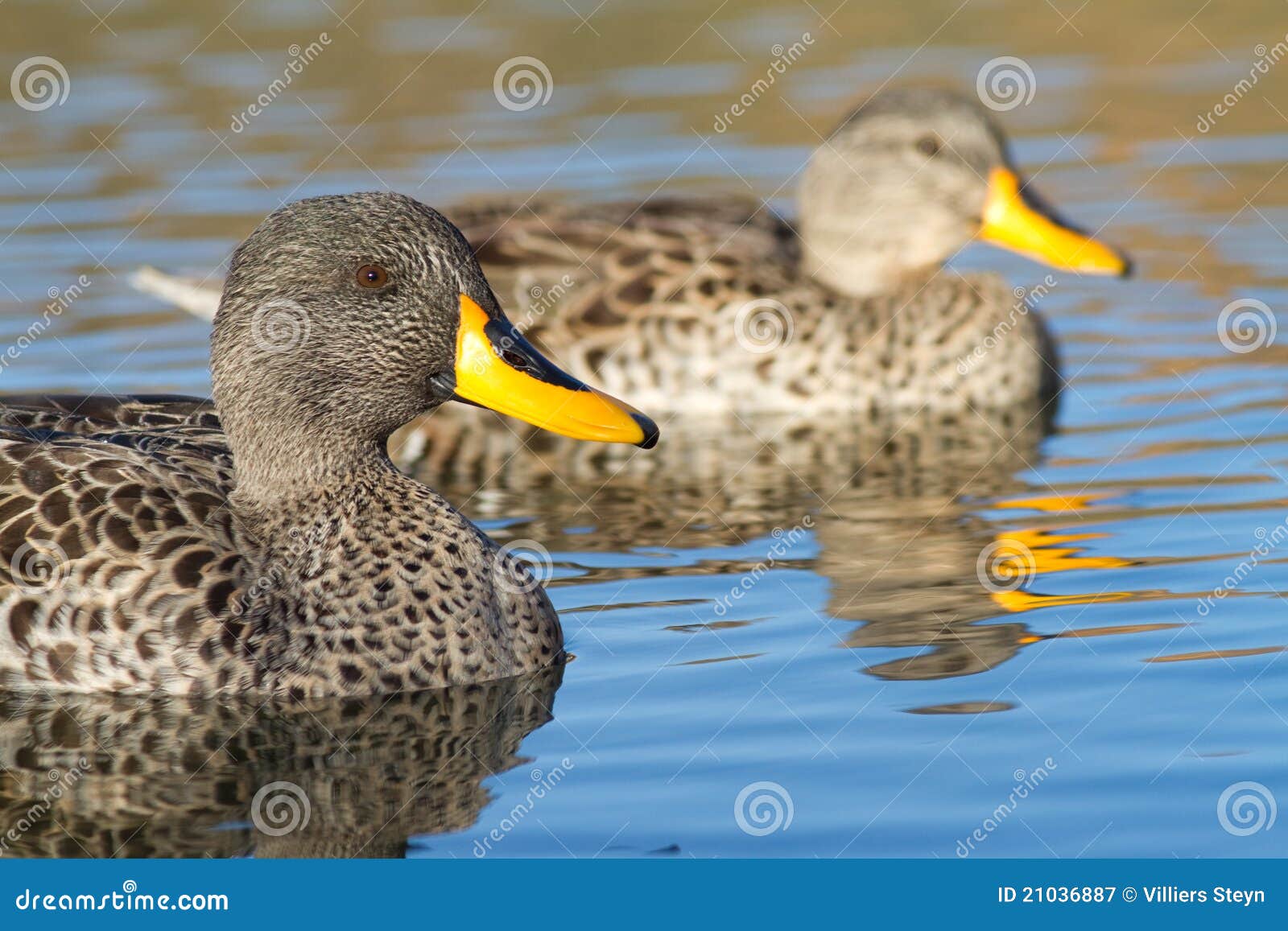 Two yellow-billed ducks stock image. Image of sunny, horizontal - 21036887