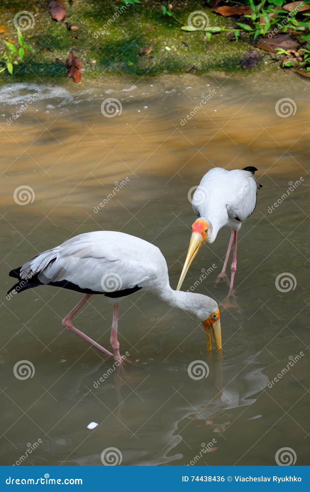 Two Yellow Billed Storks Drink Water Stock Photo - Image of outdoor ...