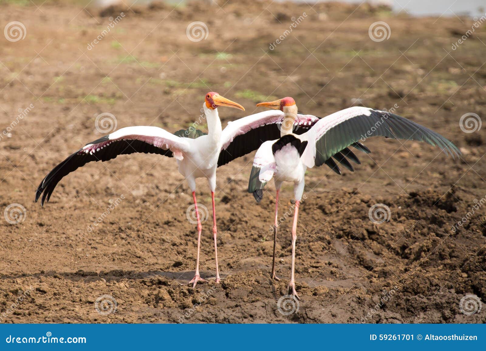 Two Yellow Billed Storks Fight for Domination of Territory at Da Stock ...