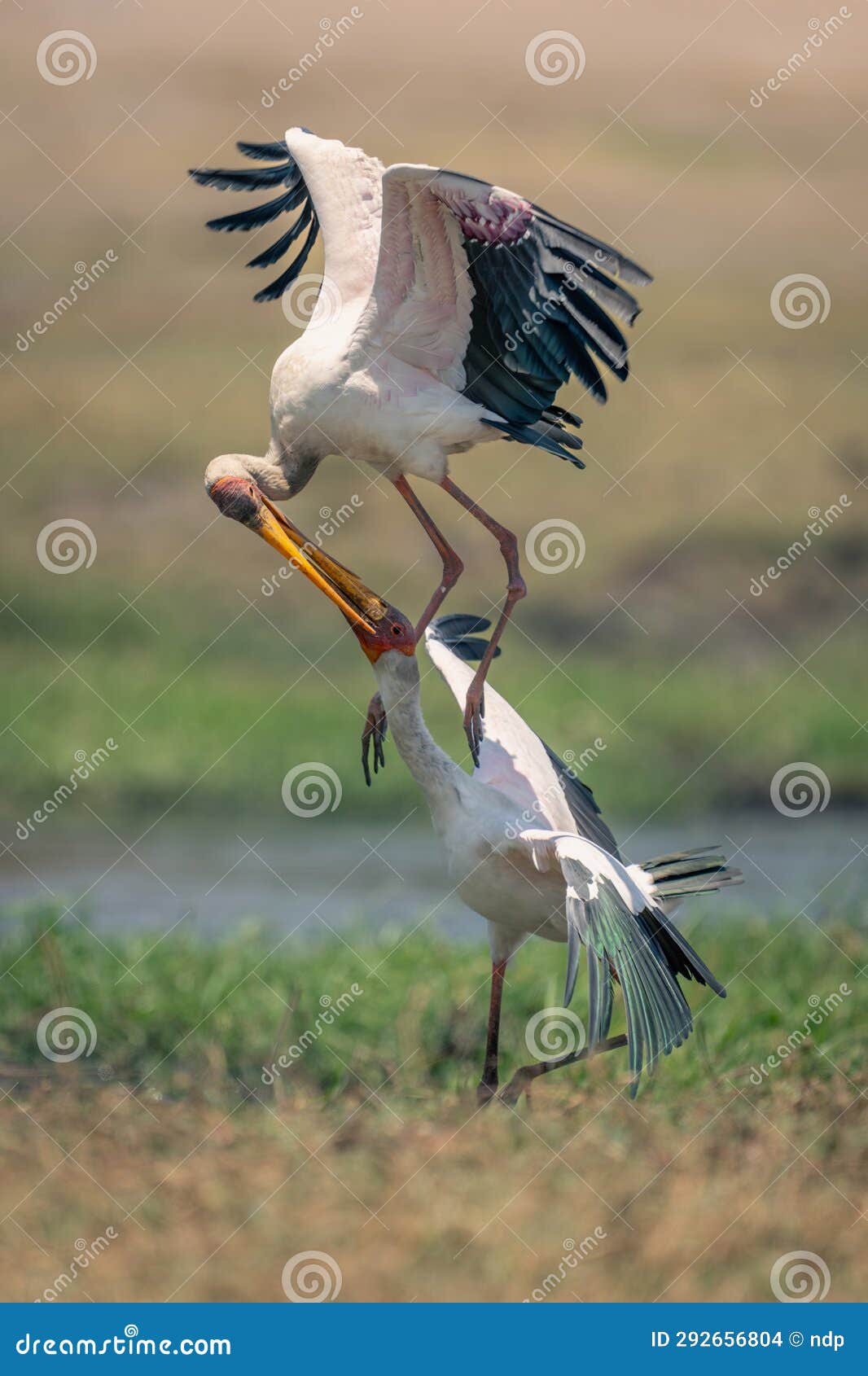 Two Yellow-billed Storks Fight on Sunny Riverbank Stock Photo - Image ...