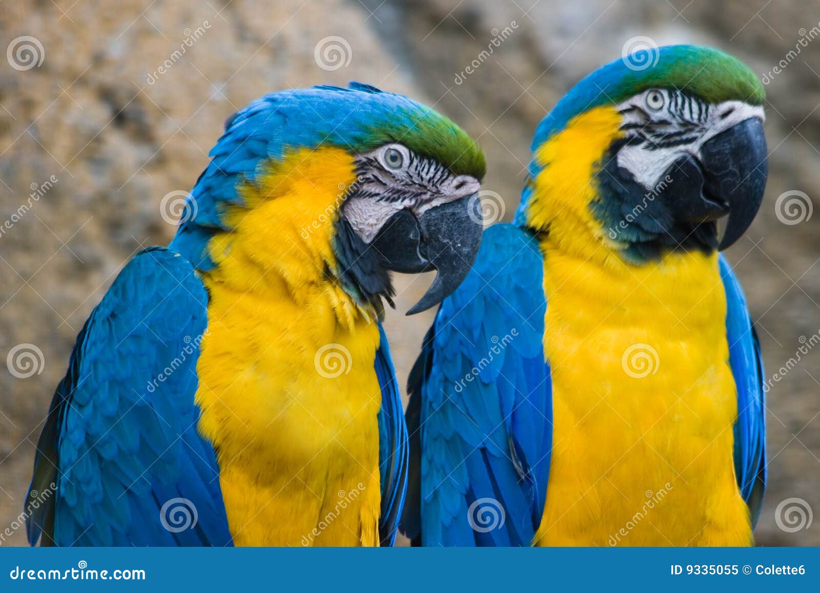 Two Blue Parakeets