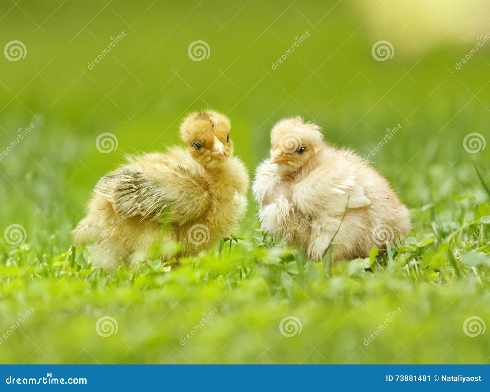 Two Yellow Chicken, Young Chicken, Broilers Stock Image - Image of ...