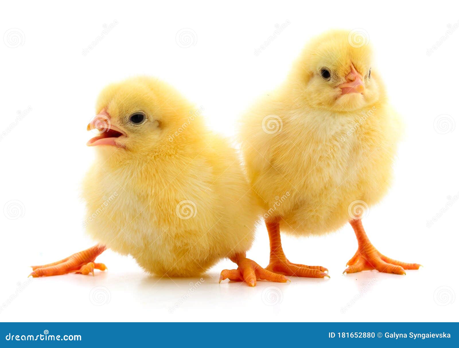 Two yellow chicks stock photo. Image of chick, studio - 181652880