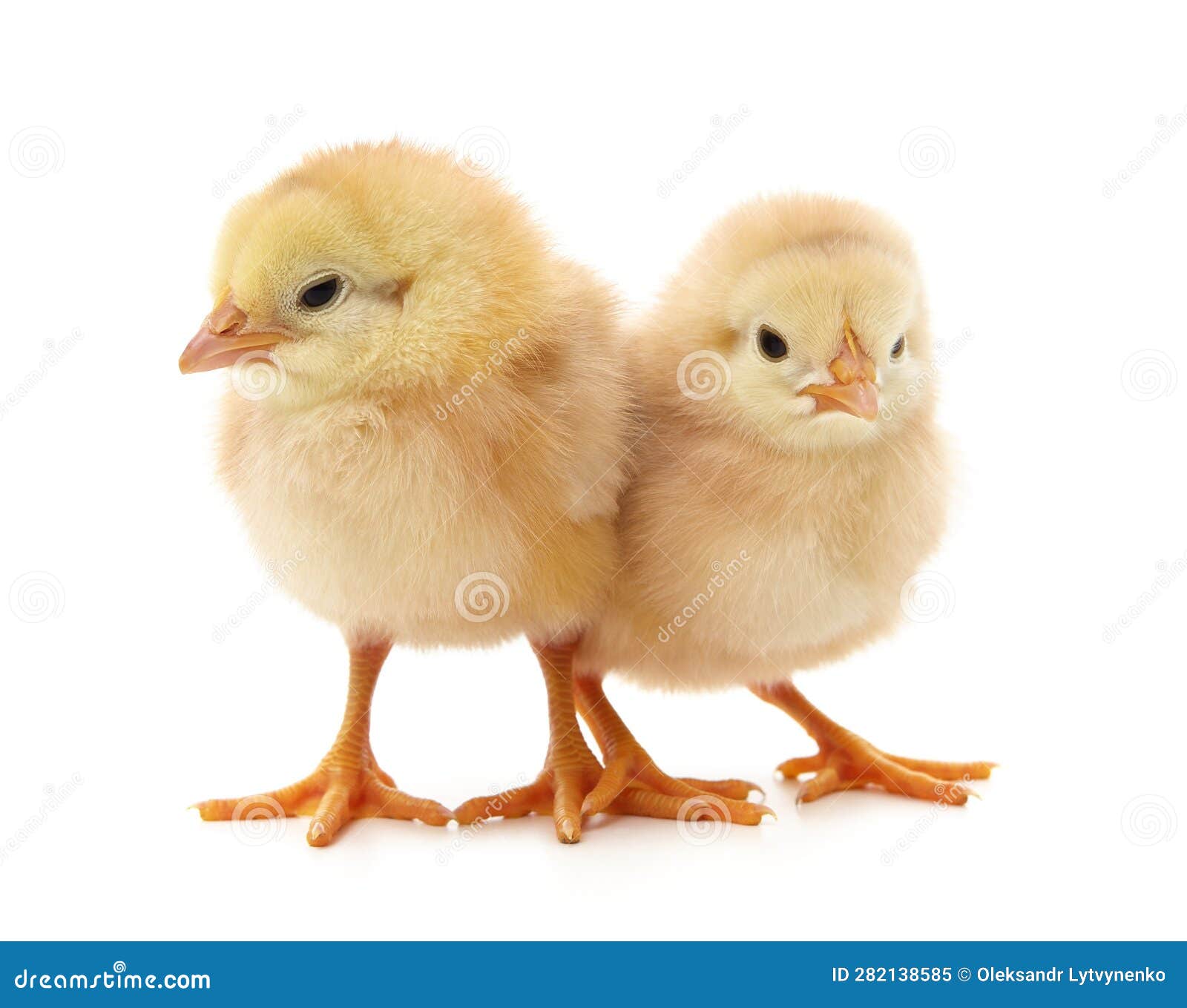 Two yellow chicks stock image. Image of feather, small - 282138585