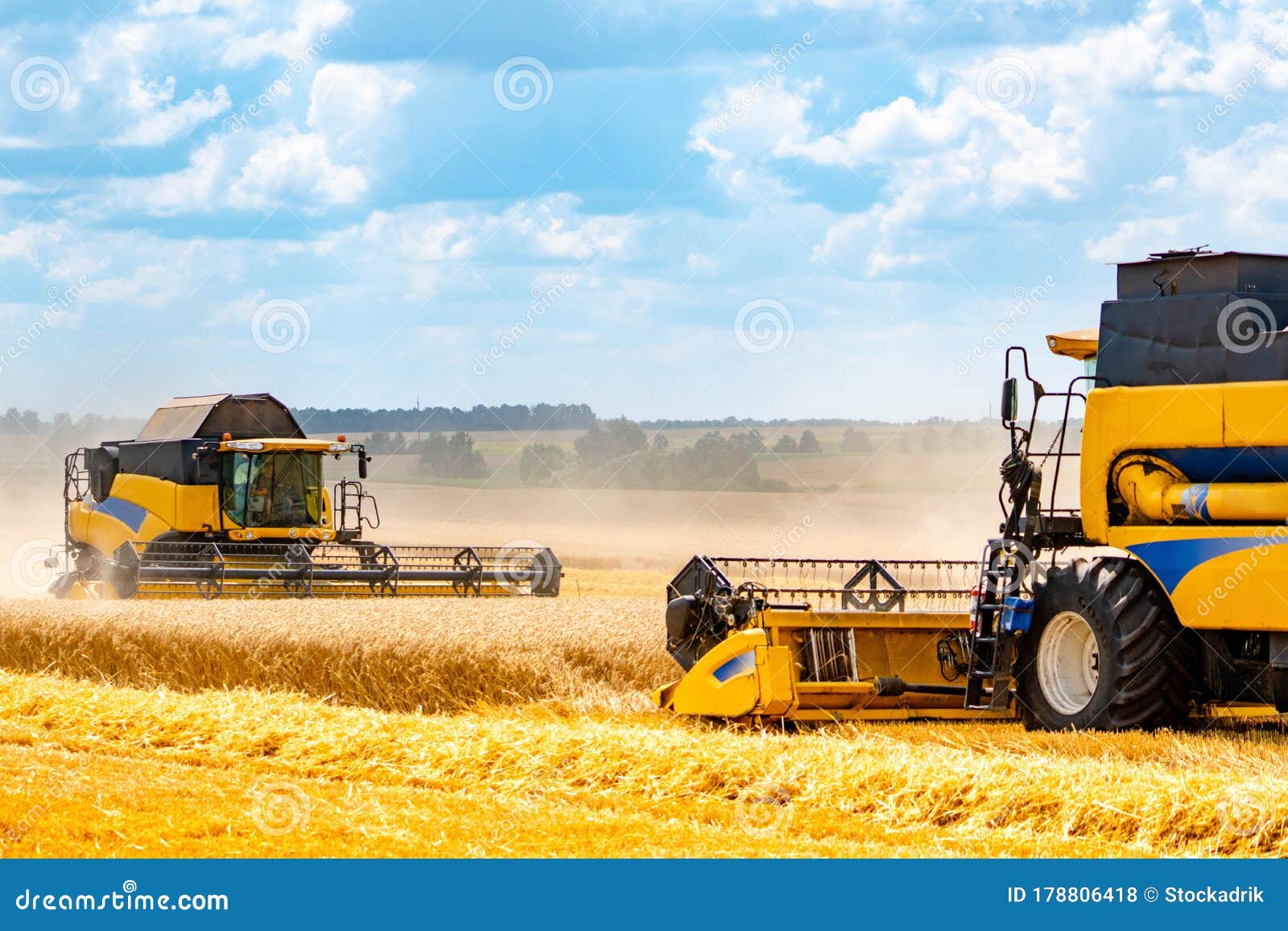 Two Yellow Combines Harvest Wheat in the Field. Farm Grain Harvest ...
