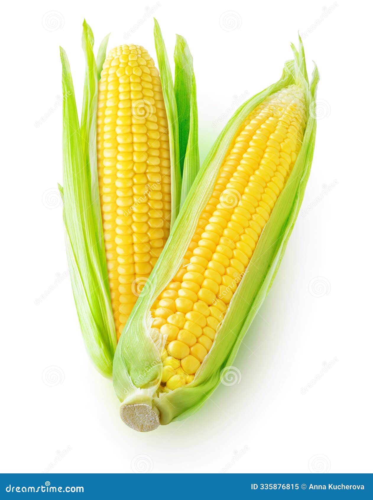 Two Yellow Corn Cobs with Leaves Isolated on White Stock Image - Image ...