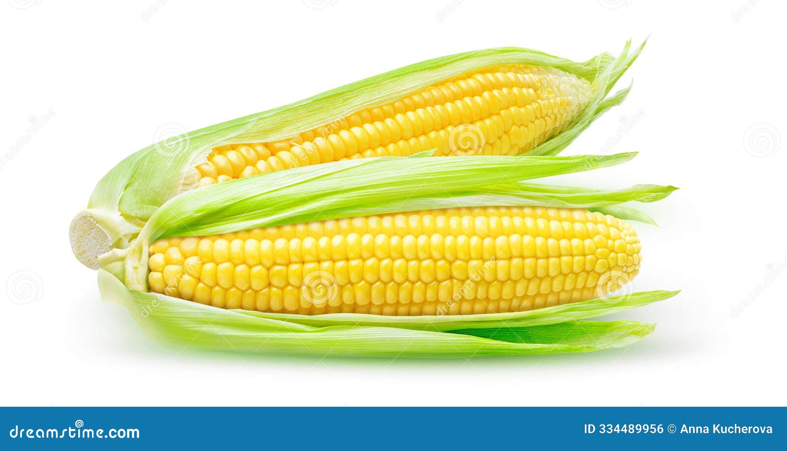 Two Yellow Corn Cobs with Leaves Isolated on White Stock Photo - Image ...