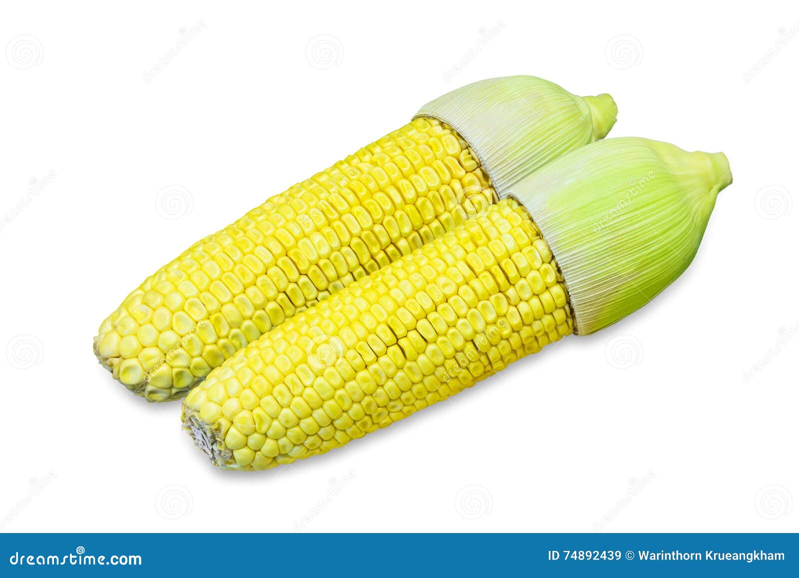 Two yellow corn stock image. Image of vegetable, sweetcorn - 74892439