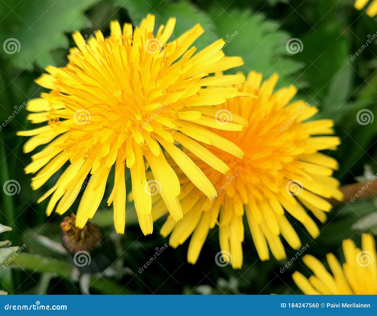 Two Yellow Dandelions Side by Side Stock Photo - Image of nature ...