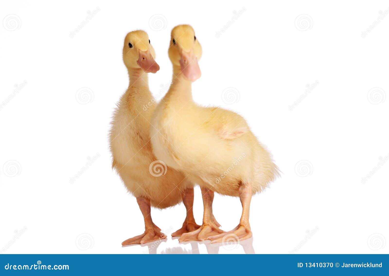 Two Yellow Ducklings Isolated Stock Photo - Image of quack, yellow ...