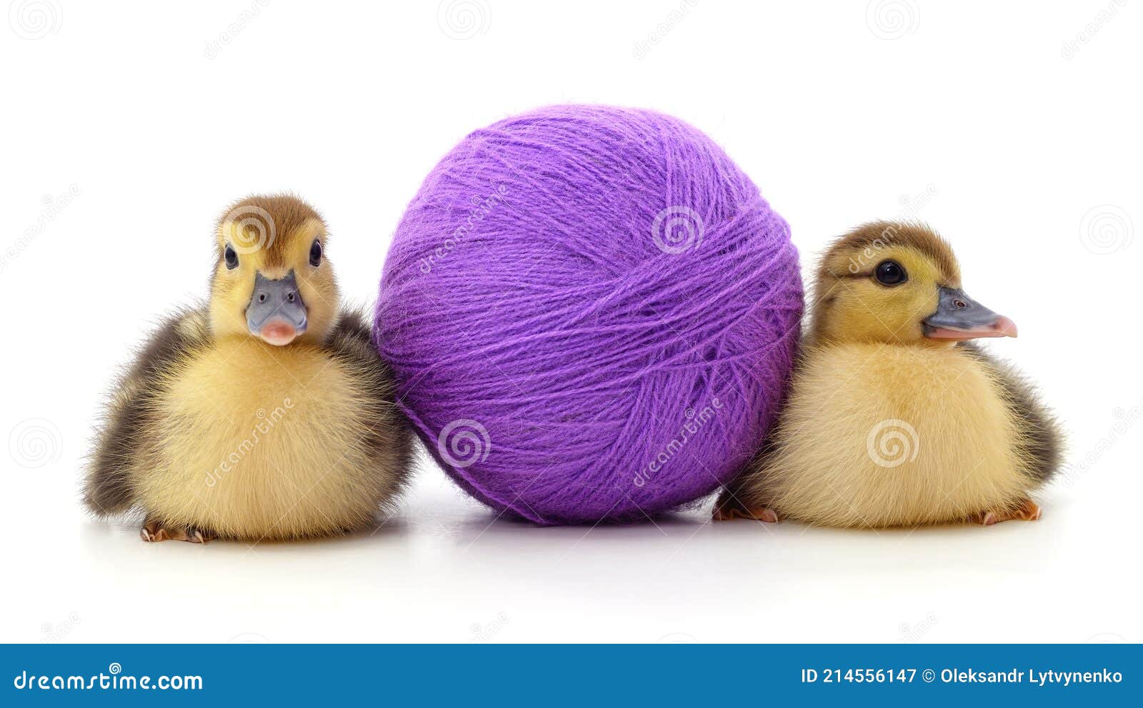 Two Yellow Ducks and a Purple Ball Stock Image - Image of texture ...