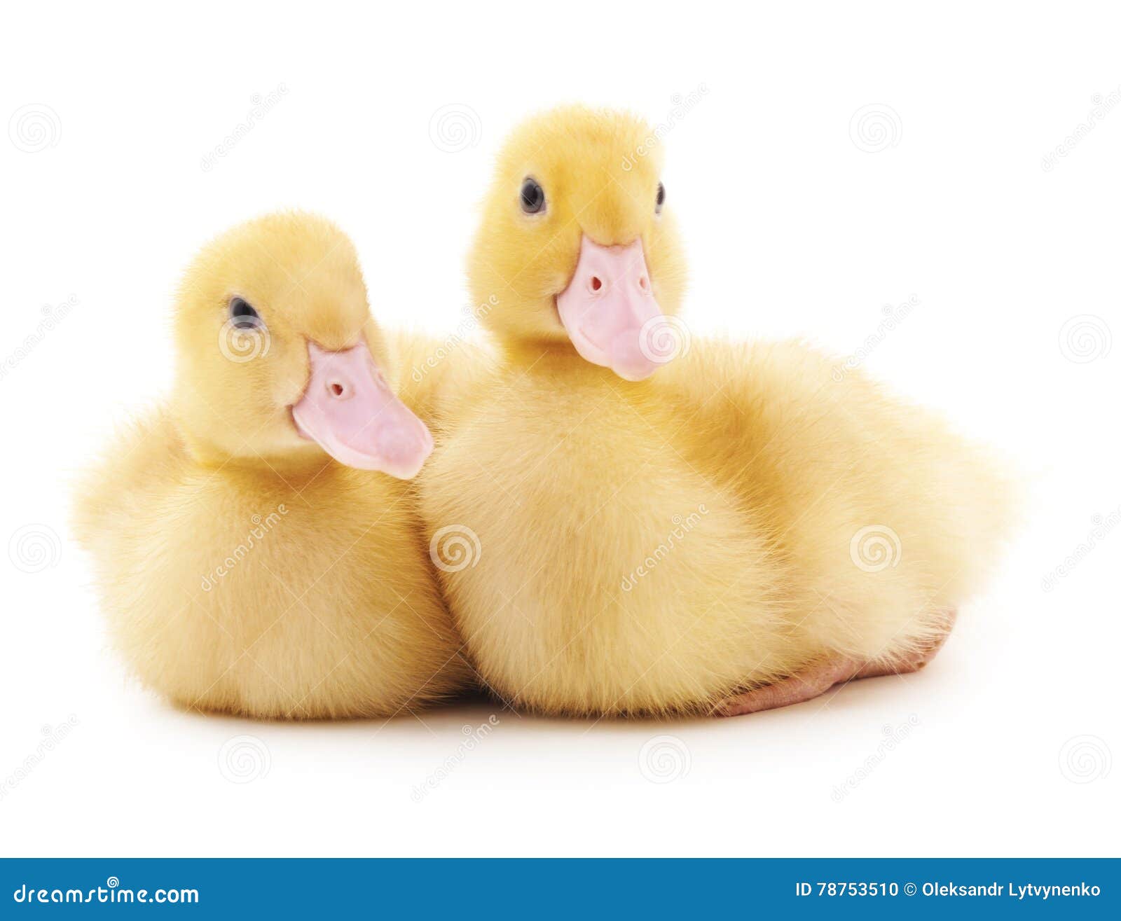 Two yellow ducks. stock photo. Image of yellow, beak - 78753510