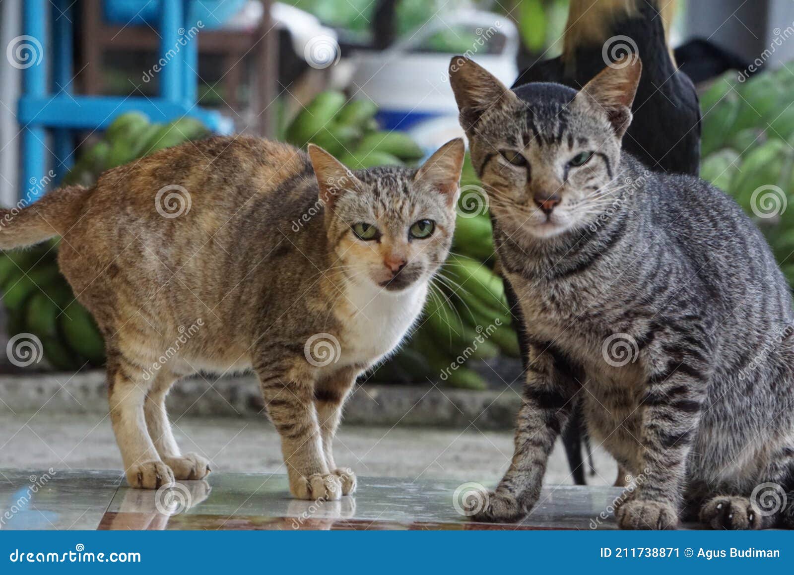 Two yellow eyed cats stock image. Image of eyed, carnivore - 211738871