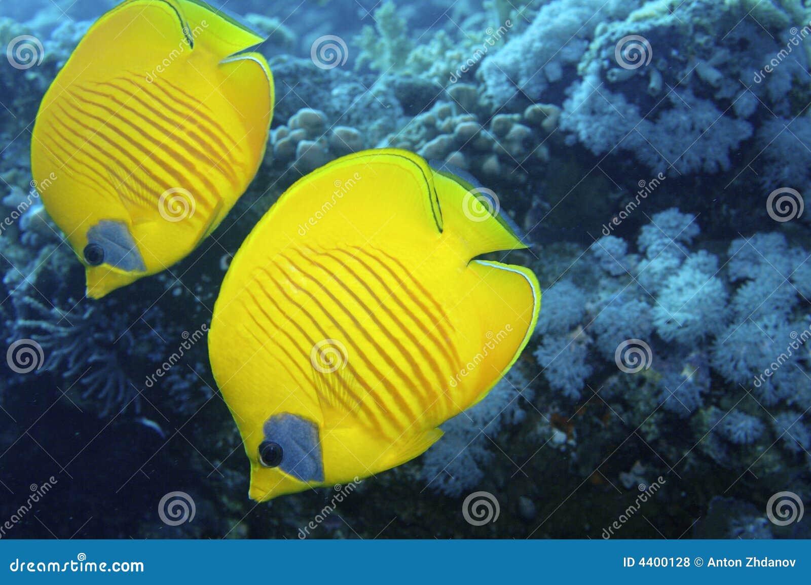 Two yellow fishes stock photo. Image of aquarium, tropical - 4400128