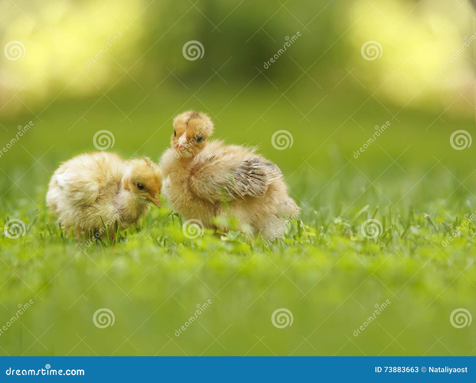 Two yellow fluffy chicken stock image. Image of house - 73883663