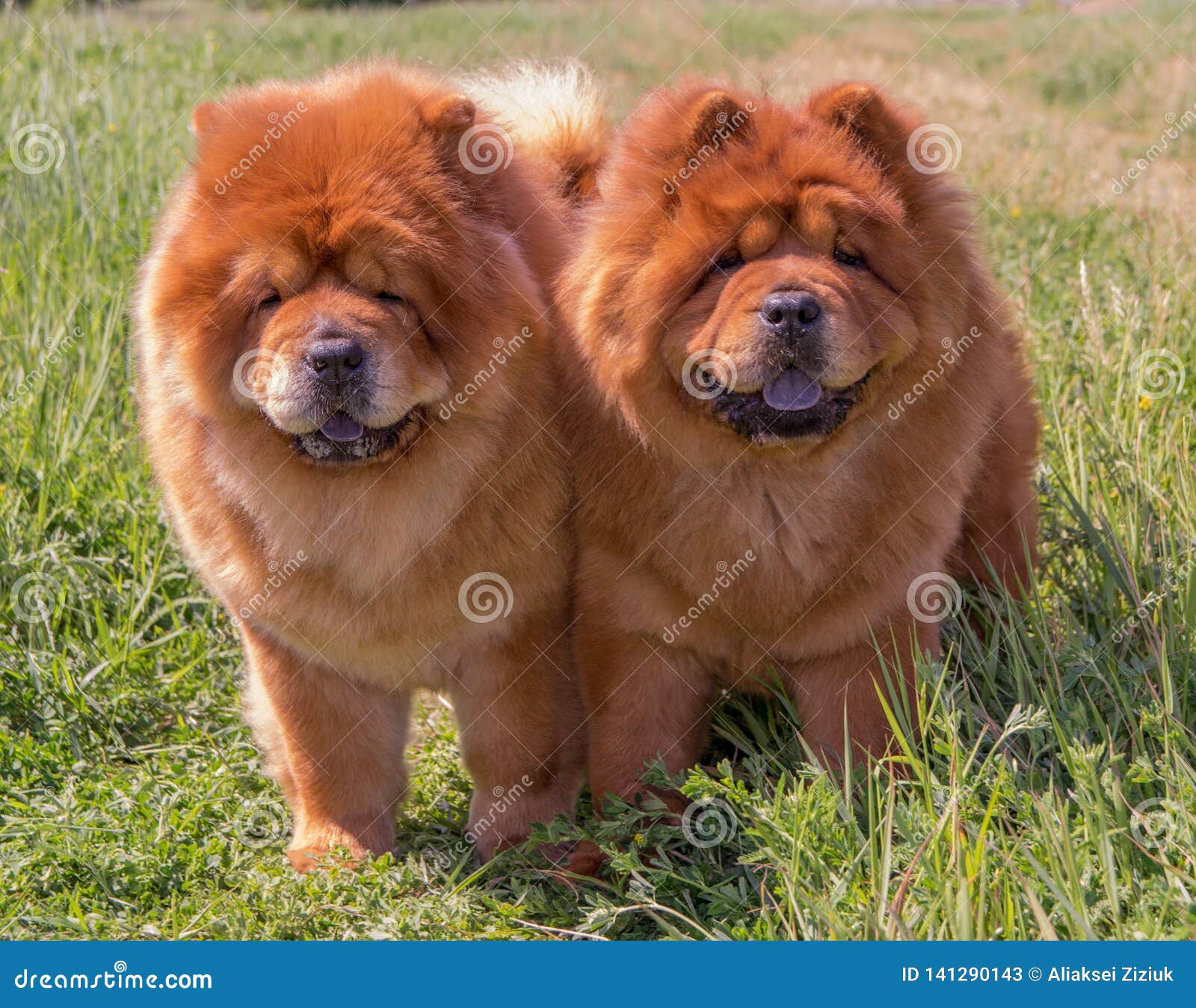Two Yellow, Fluffy Dogs, Stand Side by Side. Stock Image - Image of ...