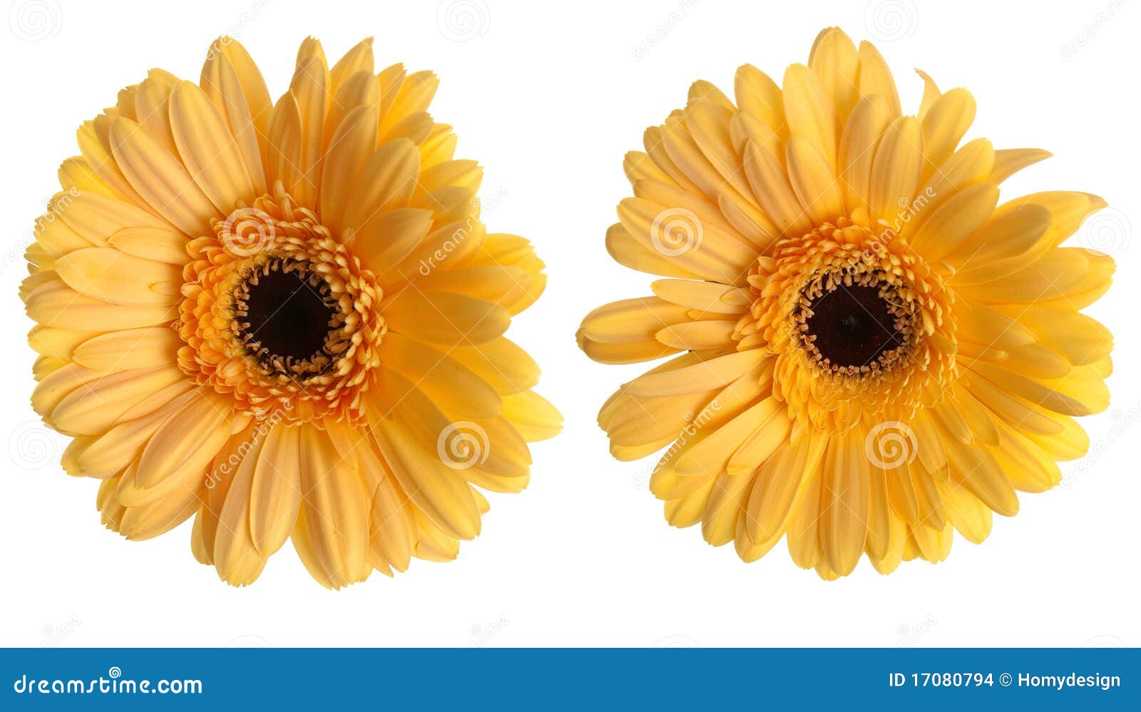 Two yellow gerbera flowers stock photo. Image of bouquet - 17080794