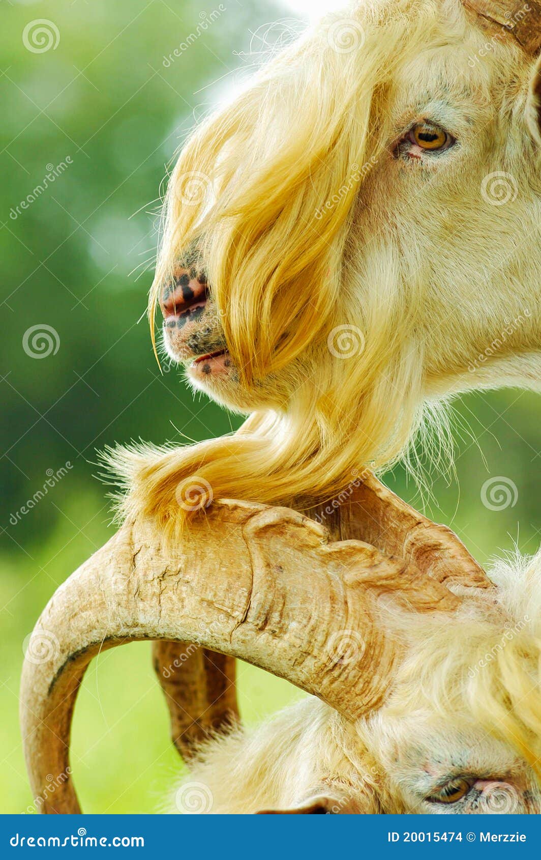 Two Yellow Goats stock photo. Image of farming, horn - 20015474