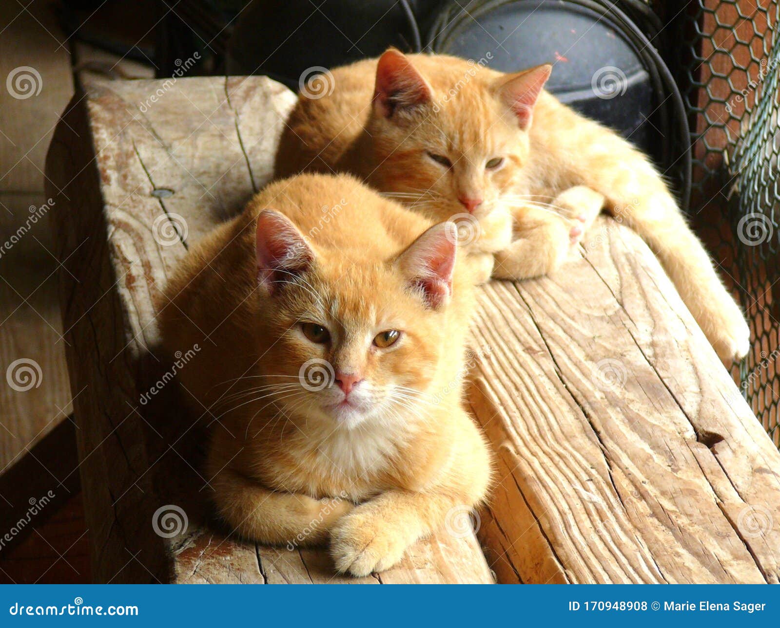 Two Yellow Kittens stock photo. Image of farm, tabby - 170948908