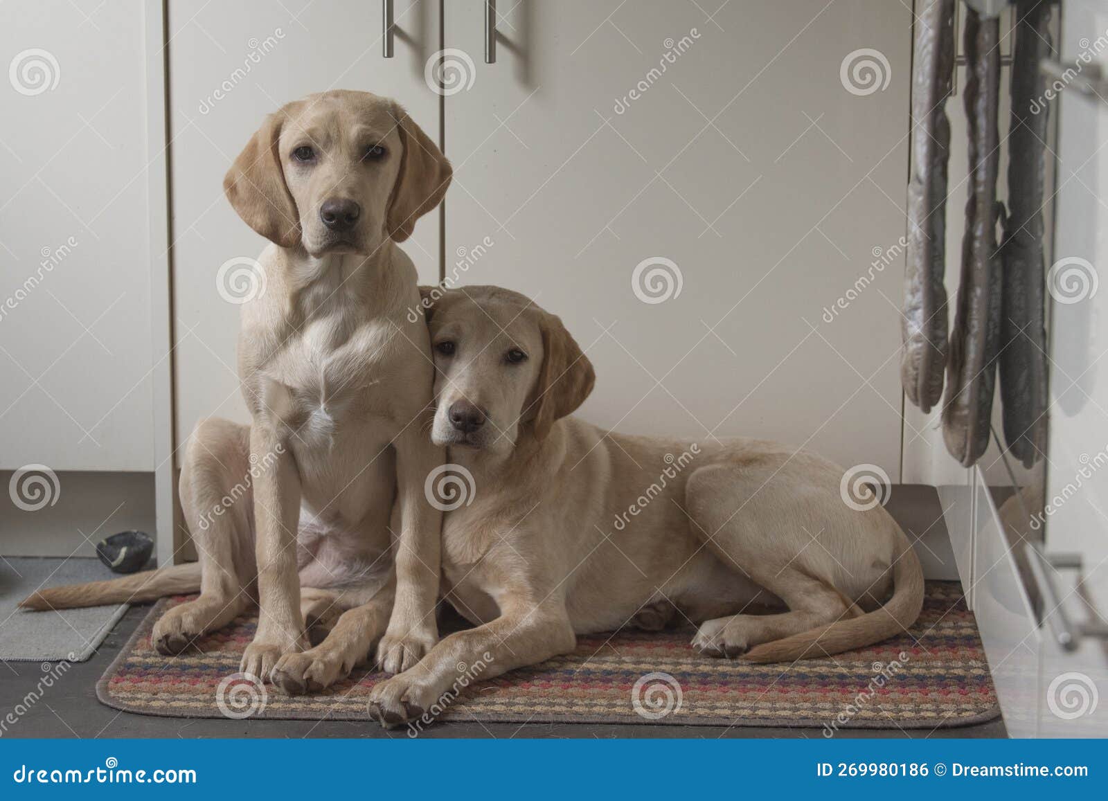Two Yellow Labrador Puppies in the Kitchen Stock Photo - Image of ...